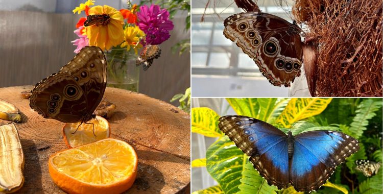 Călătorie printre fluturi exotici la Grădina Botanică. Expoziția „Petale Zburătoare” mai poate ...