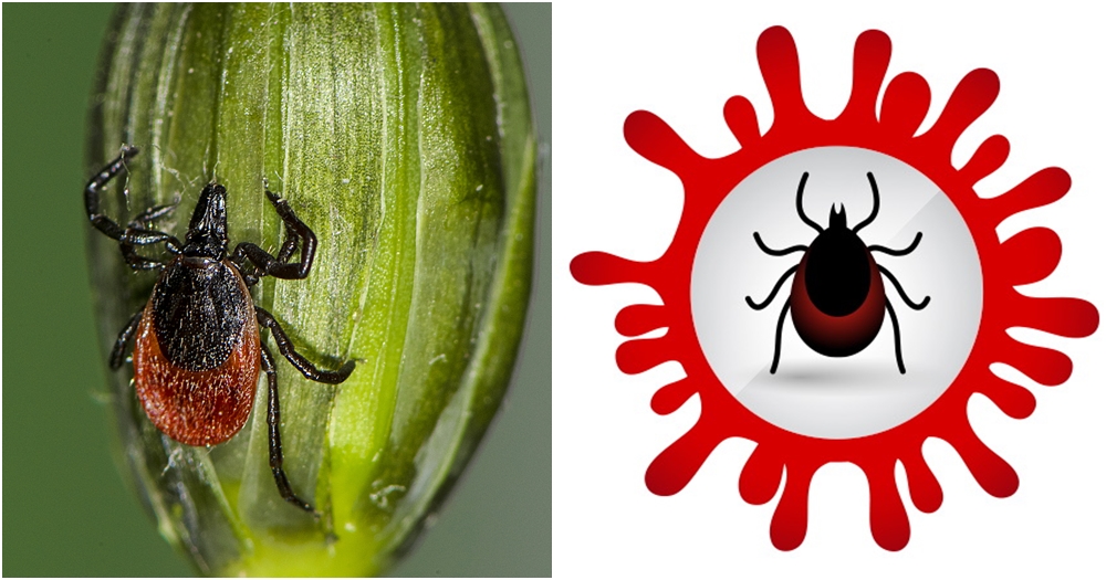 Aplicație interactivă despre căpușe: distribuția geografică și riscul ...