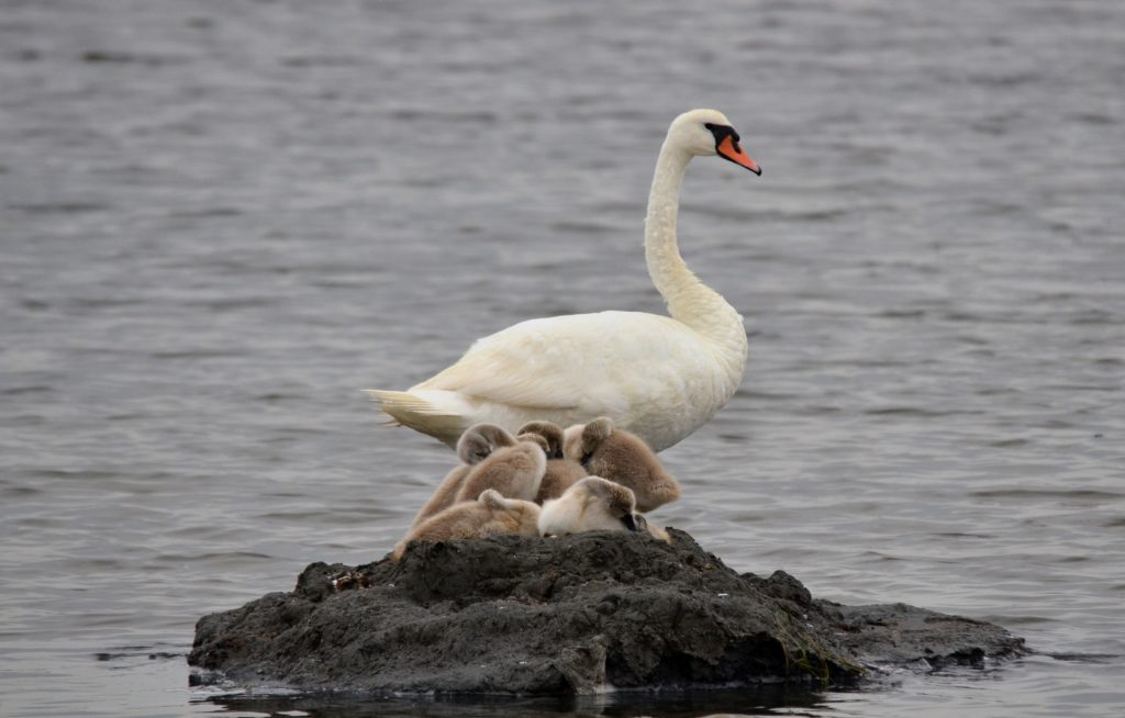 Lebăda neagră, lebăda albă… curiozități despre minunatele făpturi