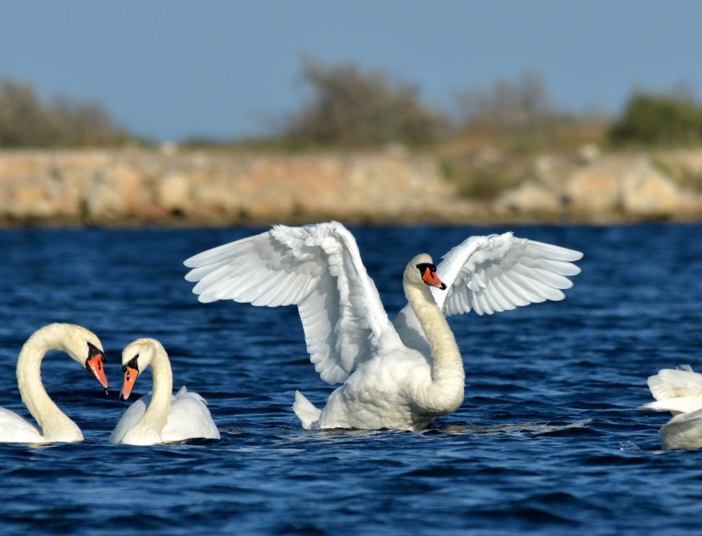 Lebăda neagră, lebăda albă… curiozități despre minunatele făpturi