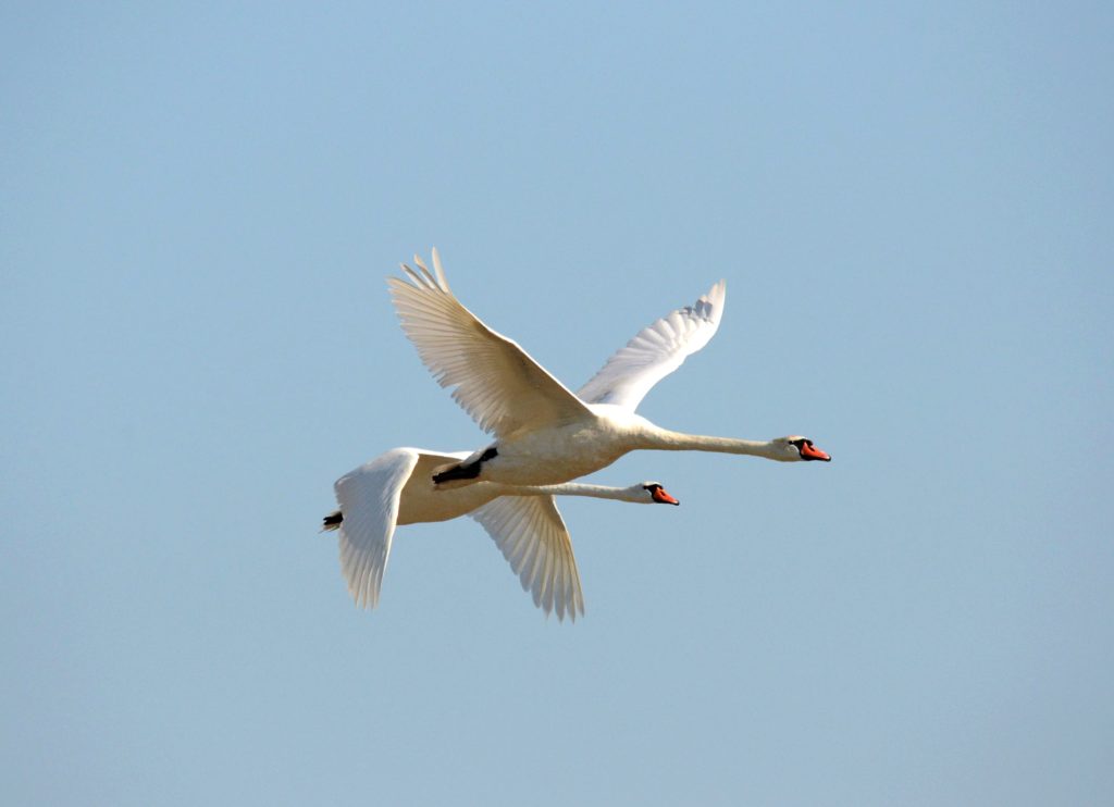 Lebăda neagră, lebăda albă… curiozități despre minunatele făpturi