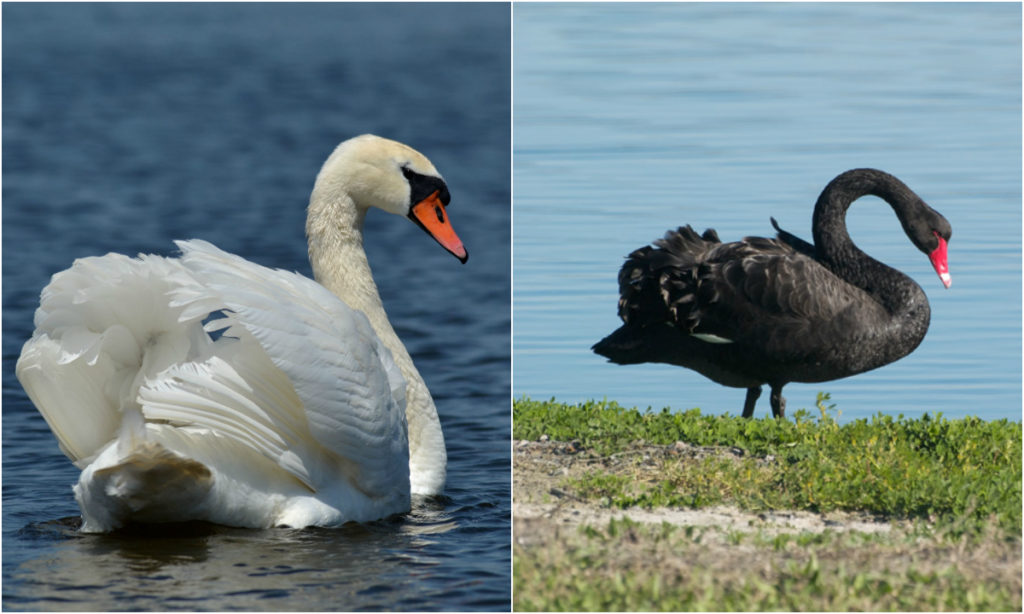 Lebăda neagră, lebăda albă… curiozități despre minunatele făpturi