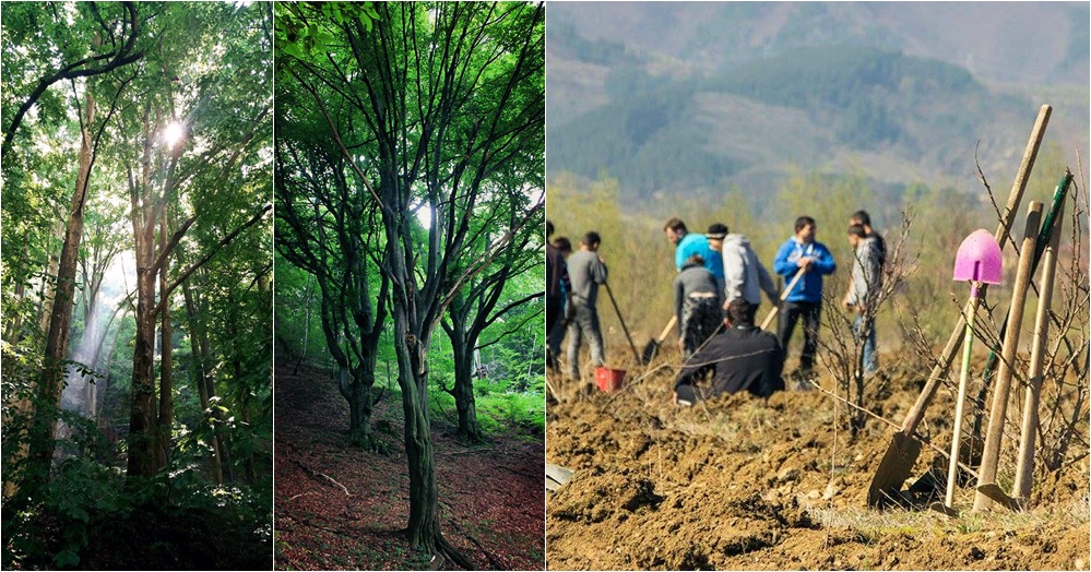 Plantăm la Apahida? Pădurile Clujului le putem crește împreună | # ...