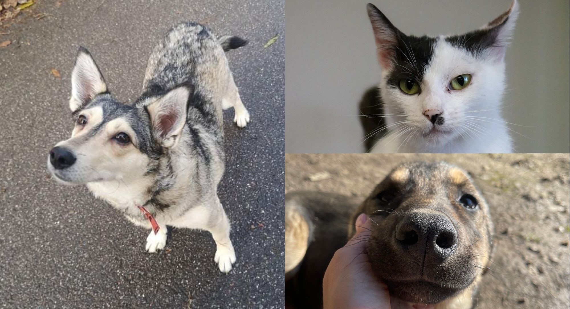 Despre lupta pentru adopția animalelor de companie cu Ray Animal Rescue