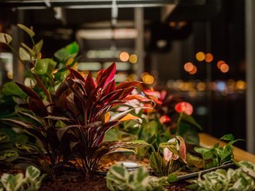 Sărbători de poveste la Crinul Alb